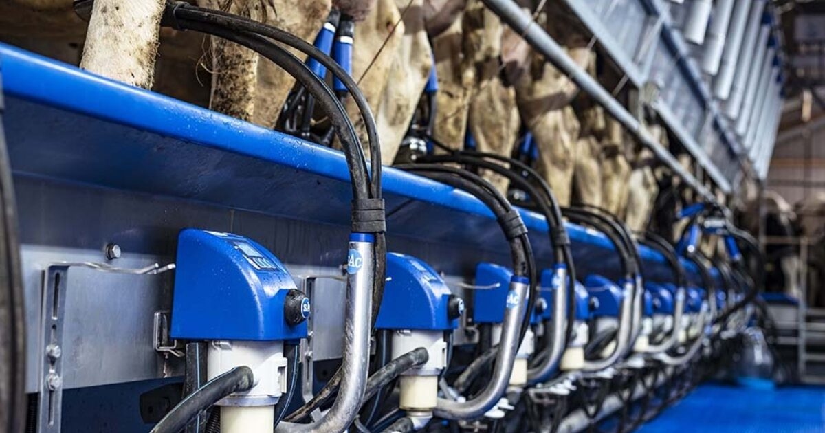 SAC Milking | Traditional Dairy Solutions - cows