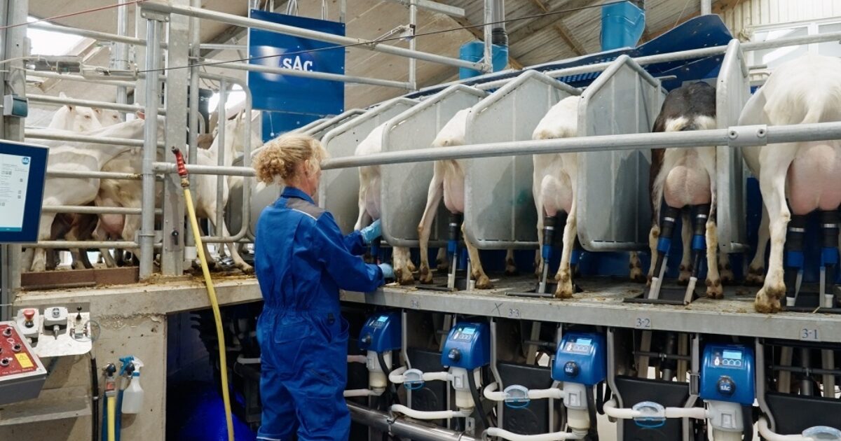 SAC Milking | "Our milk is produced in a top- end milking parlour"