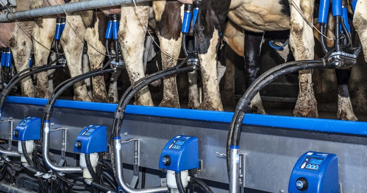 SAC Milking | Pit edge