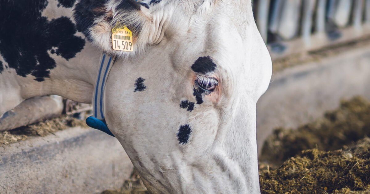 SAC Milking | UniTrack activity tag