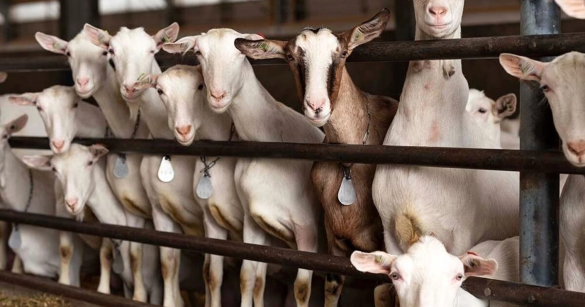SAC Milking | Traditional Dairy Solutions - goats
